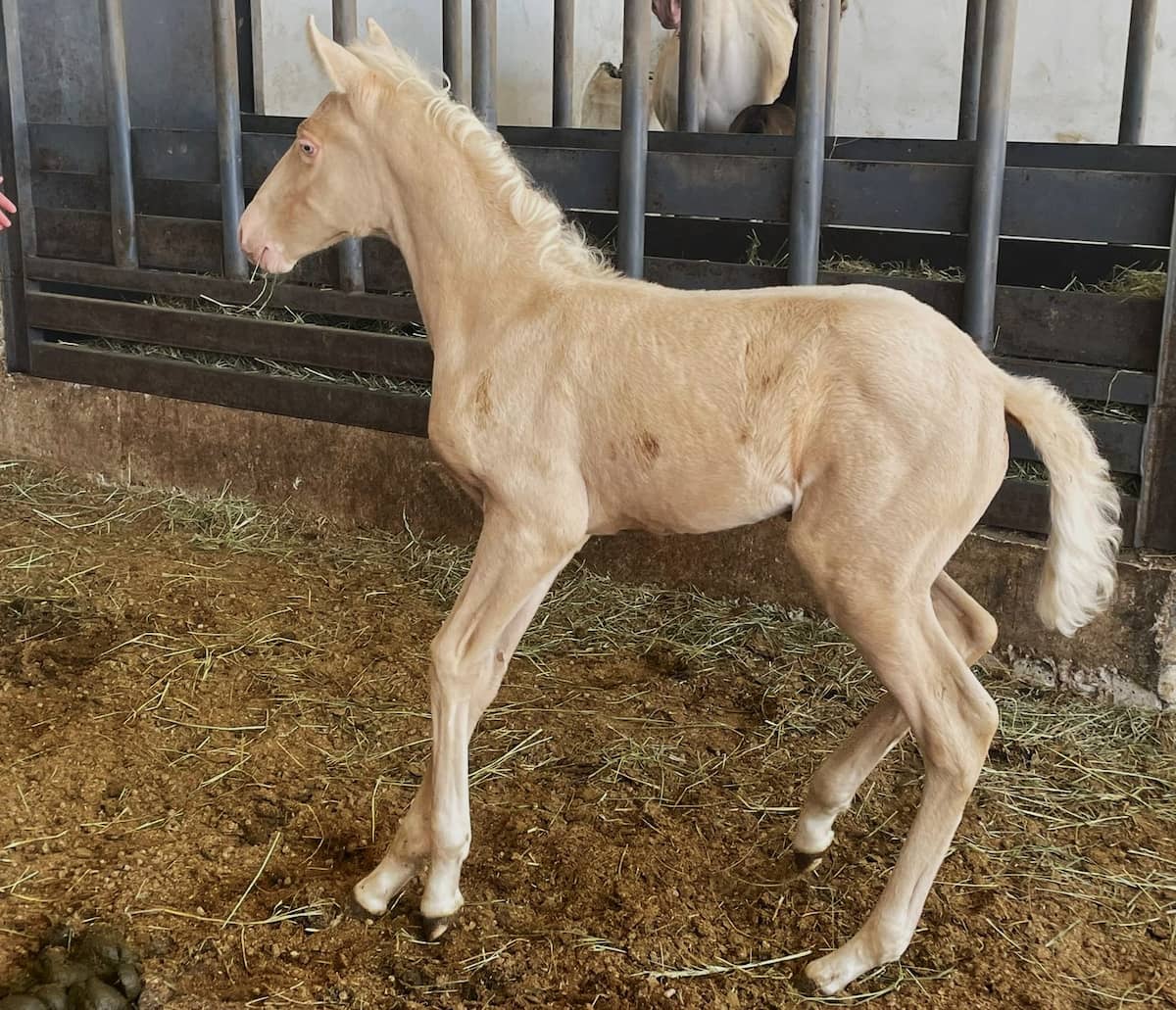 Nuevos potrillos - Canal del caballo - España