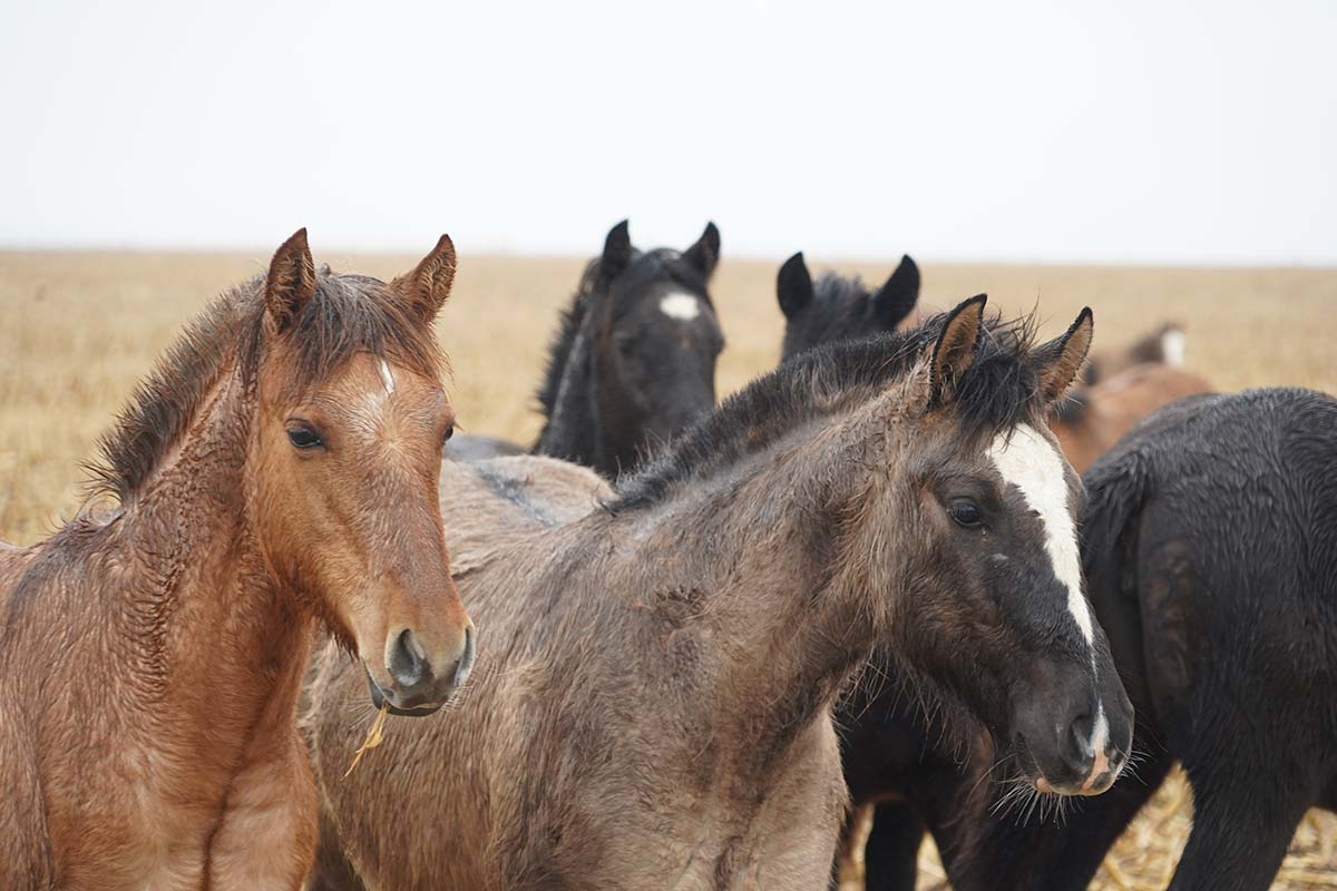 Características del Caballo Criollo de Sudamérica - Canal del caballo ...