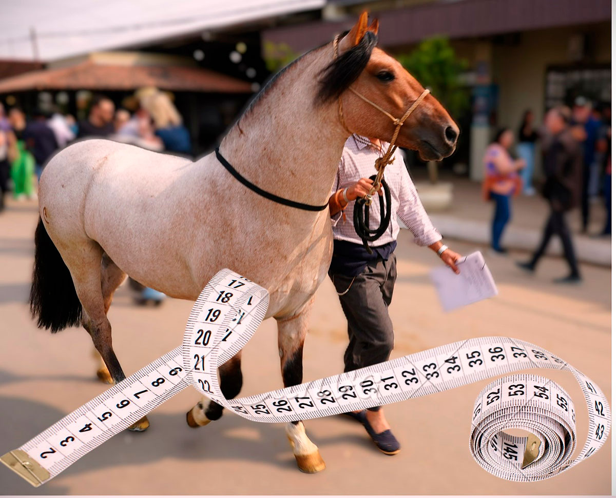 Important Update on Pony Measuring Calendar – 2025 - Canal del caballo ...